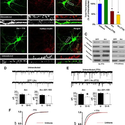 Arc Arg3 1 Overexpression Blocks Ttx Induced Synaptic Scaling A Download Scientific Diagram