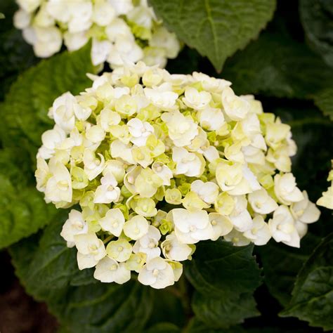 Hydrangea Macr Forever And Ever Red R