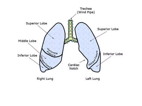 1 The Normal Cxr Ppt Free Download