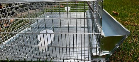 Cusca Pentru Tineret De Prepelita Microferma Prepelite Craiova