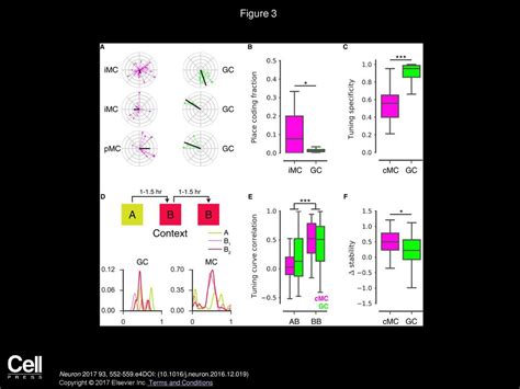 in vivo imaging of dentate gyrus mossy cells in behaving mice ppt
