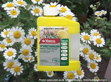 Where Does Pyrethrum Come From Laidback Gardener