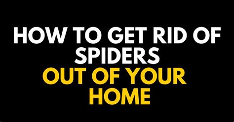 Getting Rid Of Spiders Natural Ways To Keep Spiders Out Of Your Home Stylepersuit