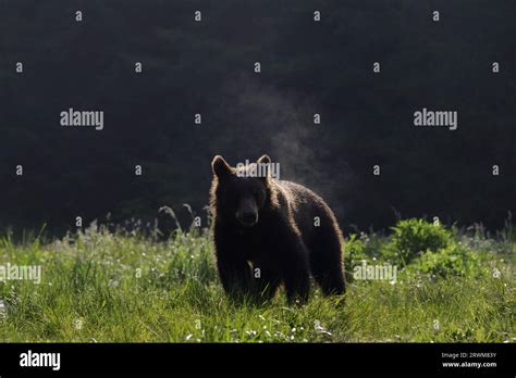 European Brown Bear Early Moring Backlight Ursus Arctos Arctos