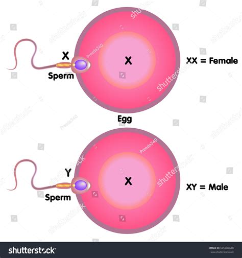 Sex Determination Stock Vector Royalty Free 645402640 Shutterstock
