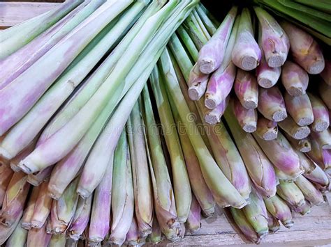 Close Up Bunch Of Fresh Lemon Grasses Stock Image Image Of Cuisine