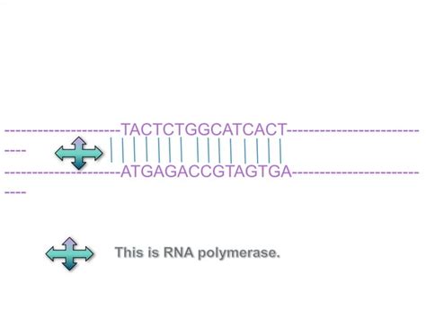 Protein Synthesis Model Ppt