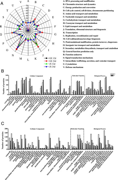 Function Classification Of The Deps A Cog Function Classification Of