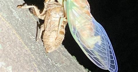 Adult Cicada Mid Molt Album On Imgur