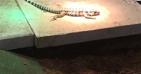 Tai The Tegu Basking In Greatness Album On Imgur