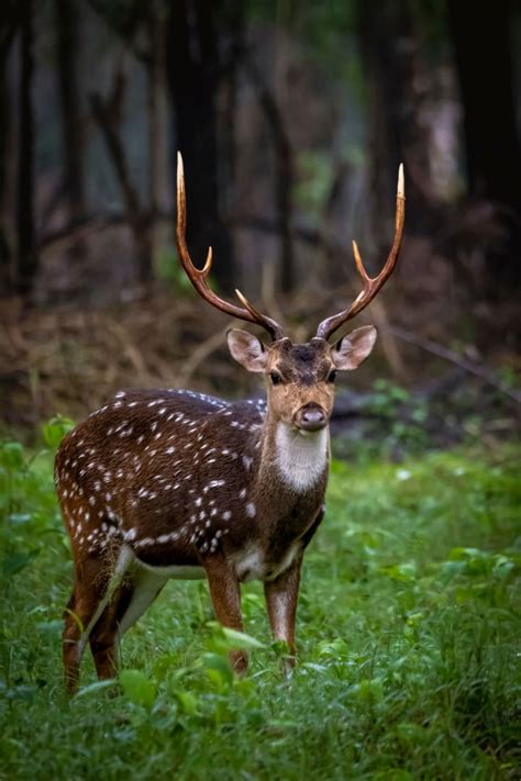 Experience The Best Axis Hunts At Rustic Springs Ranch