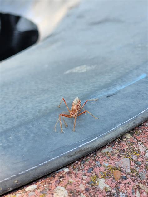 What Bug Is This Western Oregon R Whatbugisthis