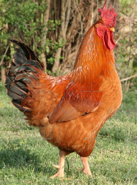 Rhode Island Red Rooster By Connie Campbell Redbubble
