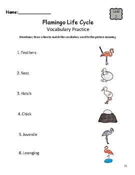 Life Cycle Of A Flamingo By Sped Warriors Tpt
