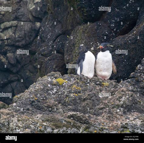 Eastern Rockhopper Penguin Eudyptes Chrysocome Filholi Eudyptes