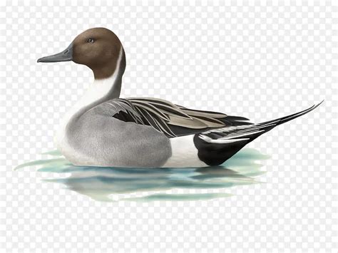 手绘针尾鸭png图片素材下载 图片编号7806058 Png素材网