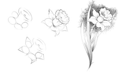 How To Draw Daffodils Step By Step Tutorial