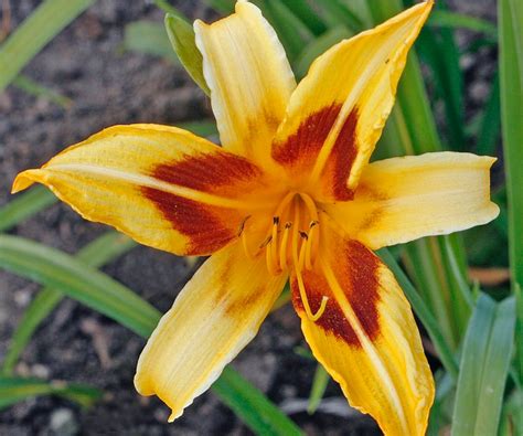 Луковичные и корневищные многолетники купить саженцы оптом и в розницу питомник Сады Урала