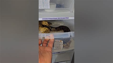 Enchi Ultramel Pieds This Season 🤞 Pythonregius Ballpython Exotics