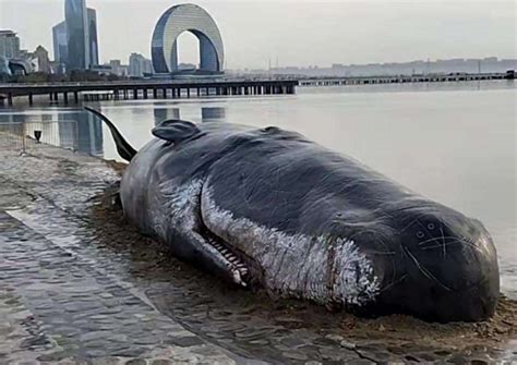 В Баку попрощались с «выброшенным на берег китом Minval Politika