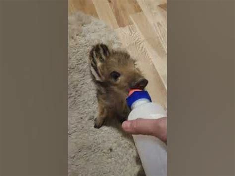Фантик вернулся - YouTube