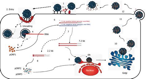 Hepatitis E Virus An Overview