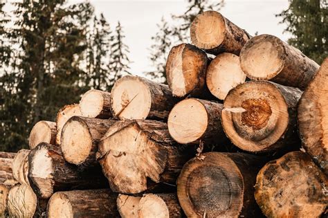 Premium Photo Log Spruce Trunks Pile Sawn Trees From The Forest
