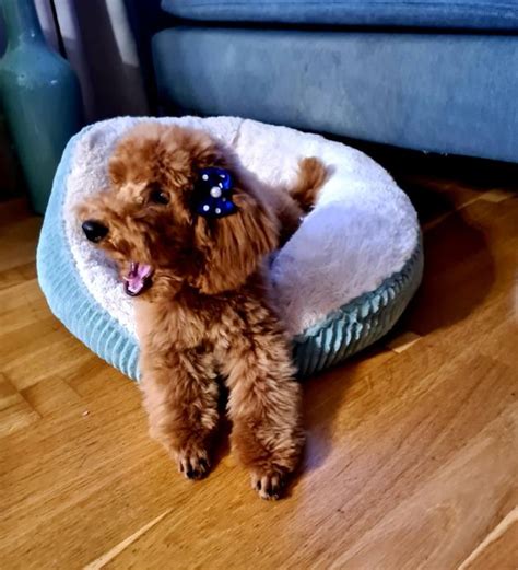Mini Pudle