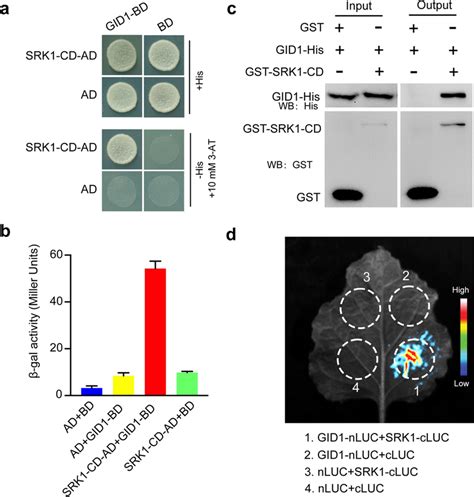 Srk1 Interacts With Gid1 A Y2h Assays Showed The Association Between Download Scientific