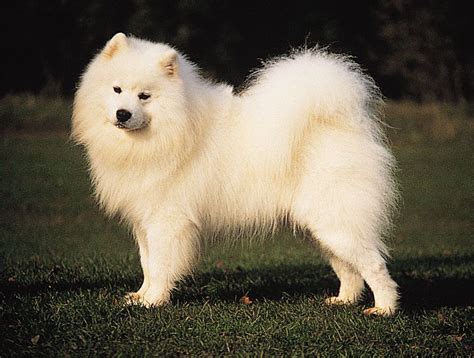 Samoyed Breed Size And Temperament Britannica
