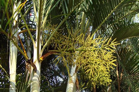 How To Care For An Areca Palm Happysprout