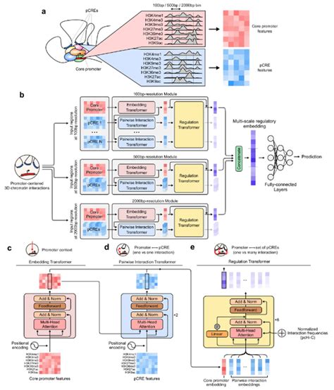 一个基于 Transformer 的深度学习架构，在基因调控中组蛋白代码的定量破译方面性能超群 知乎