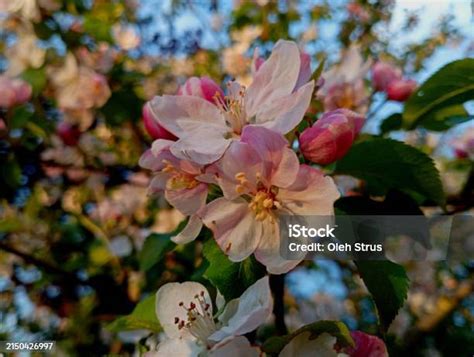 봄에 꽃이 피는 사과의 질감은 정원에서 사과 나무의 가지에 분홍색 색조의 아름 다운 꽃입니다 자연 배경 및 질감 과일에 대한 스톡 사진 및 기타 이미지 Istock