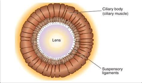 5 The Lens And Ciliary Body Seeley R R Stephens T D And Tate P
