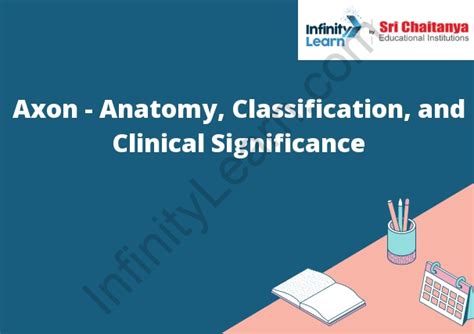 Axon Anatomy Classification And Clinical Significance Infinity Learn By Sri Chaitanya