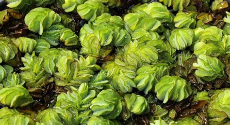 Acordeón De Agua Salvinia Biloba Raddi Antes Salvinia Herzogii