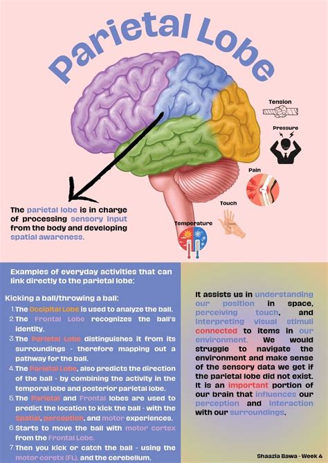 Function Of The Parietal Lobe Neuropsychology Neuroscience Neurology