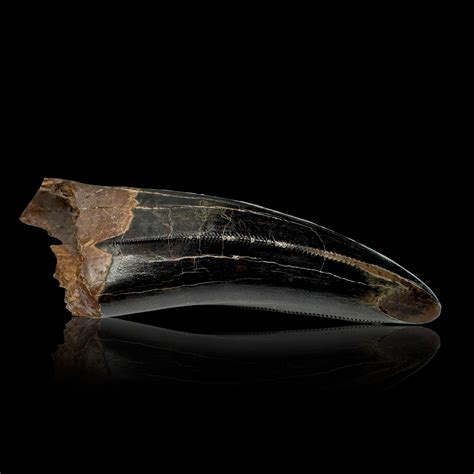 T Rex Tooth Tyrannosaurus Rex Tooth For Sale At 1stdibs