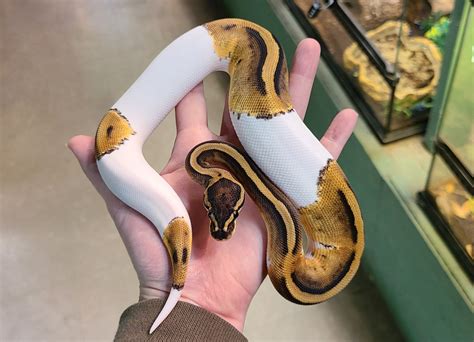 Python Regius Ball Python Pied Medium White Female 2 Ball