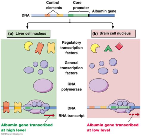 Lecture 8 ~ Chromatin Structure And Gene Regulation Flashcards Quizlet