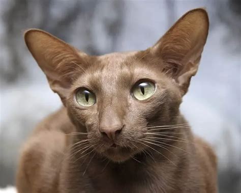 Javanese Cat Breed