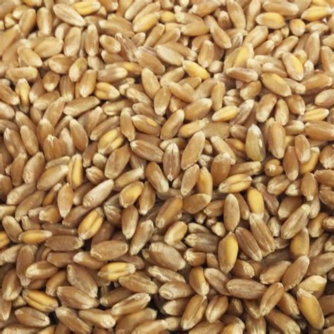 Bulk Grains Organic Red Hard Winter Wheat Berries Per Lb Instacart