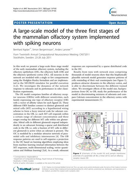 pdf a large scale model of the three first stages of the mammalian