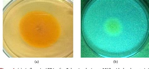 Figure 1 From Identification Of Aflatoxigenic Fungi And Detection Of