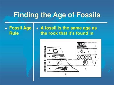 Ppt Fossils And Evolution Powerpoint Presentation Free Download Id