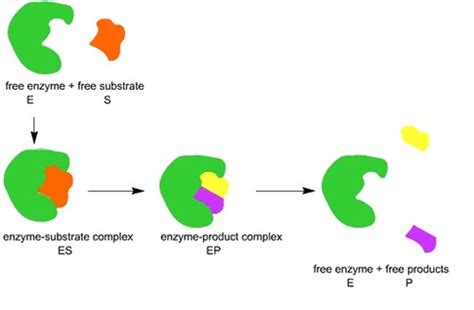 Lecture 10 Enzymes the Natural Catalysts Flashcards | Quizlet