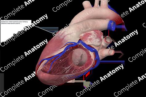 Anterior Interventricular Artery Complete Anatomy