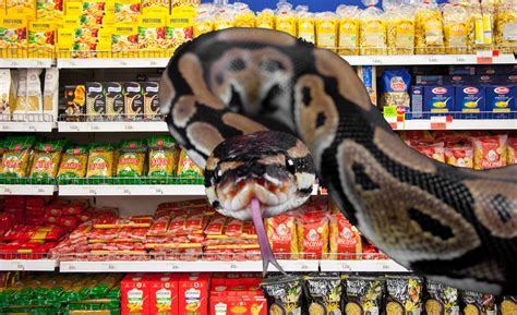 WATCH 10 Foot Python Emerging From Shelf Frightens No One In Australian Grocery Store BroBible