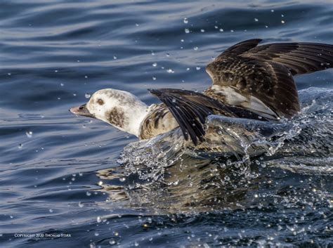 bird detection ai tips small sensor photography by thomas stirr