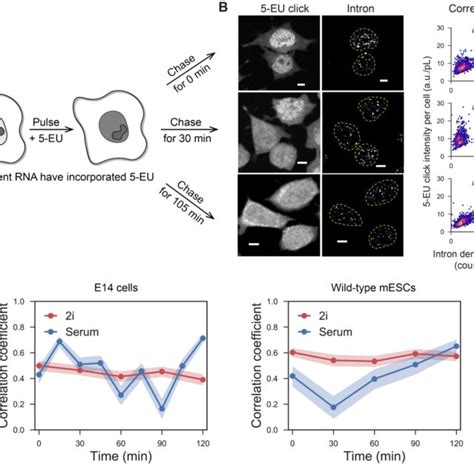 Transcriptome Level SeqFISH Reveals Heterogeneity In Global Nascent Download Scientific Diagram